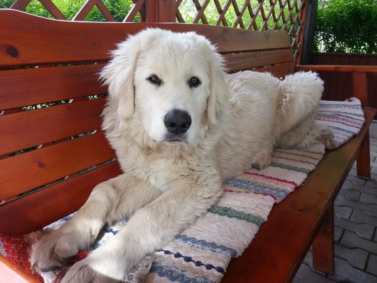 10 Best Large Dog Breeds for Families with Kids - Petsoid