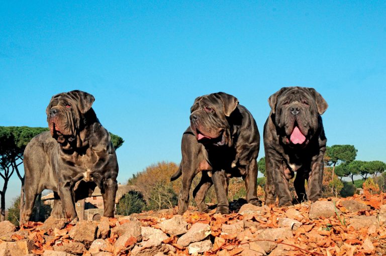 Top 10 Heaviest Dog Breeds » Petsoid