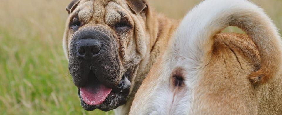 5 Signs Your Dog Has Butt Problems - Petsoid