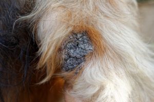 Dog Elbow Calluses - Why you shouldn't ignore it » Petsoid