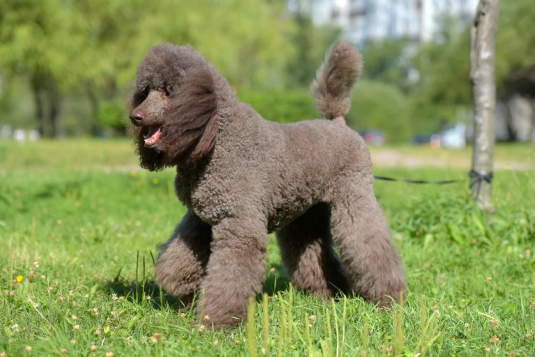 10 Popular Poodle Cuts in 2022 - Petsoid