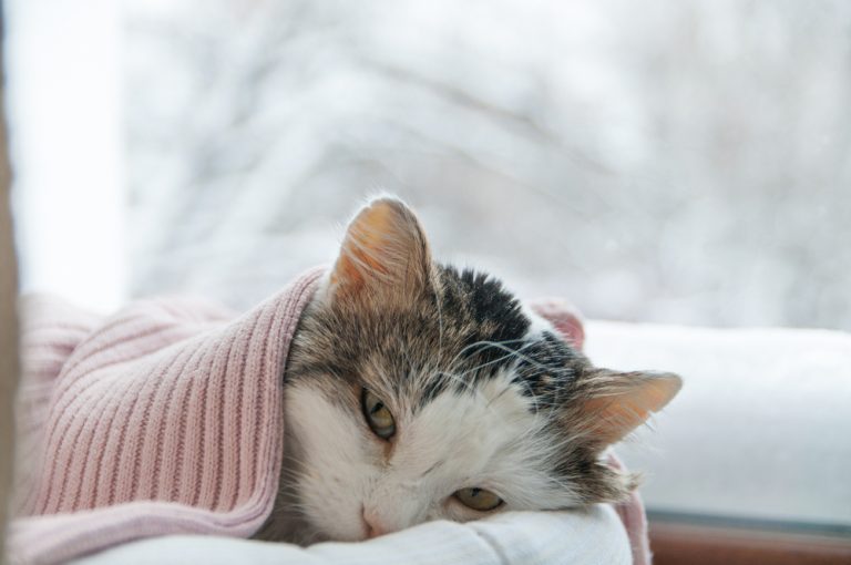 10 Signs That Your Cat is Sick or in Pain - Petsoid