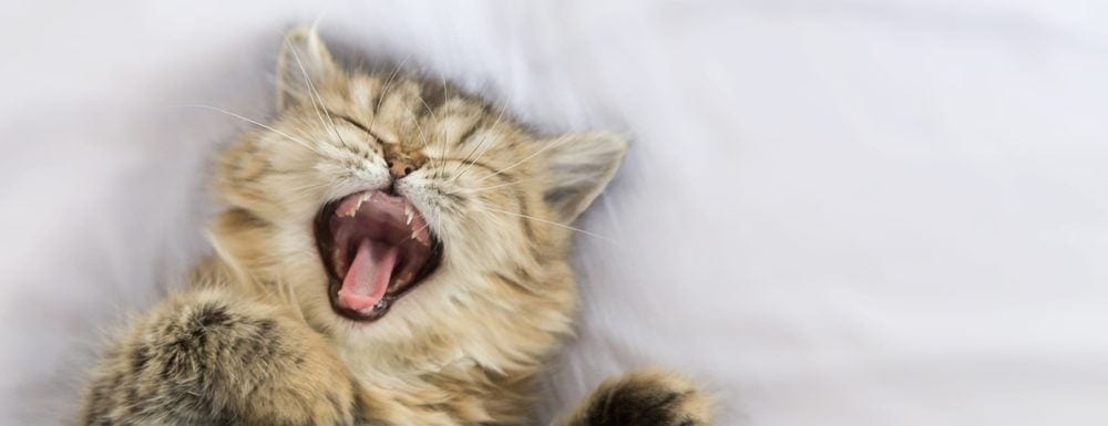 9 Reasons Why Your Cat is Yawning at You - Petsoid