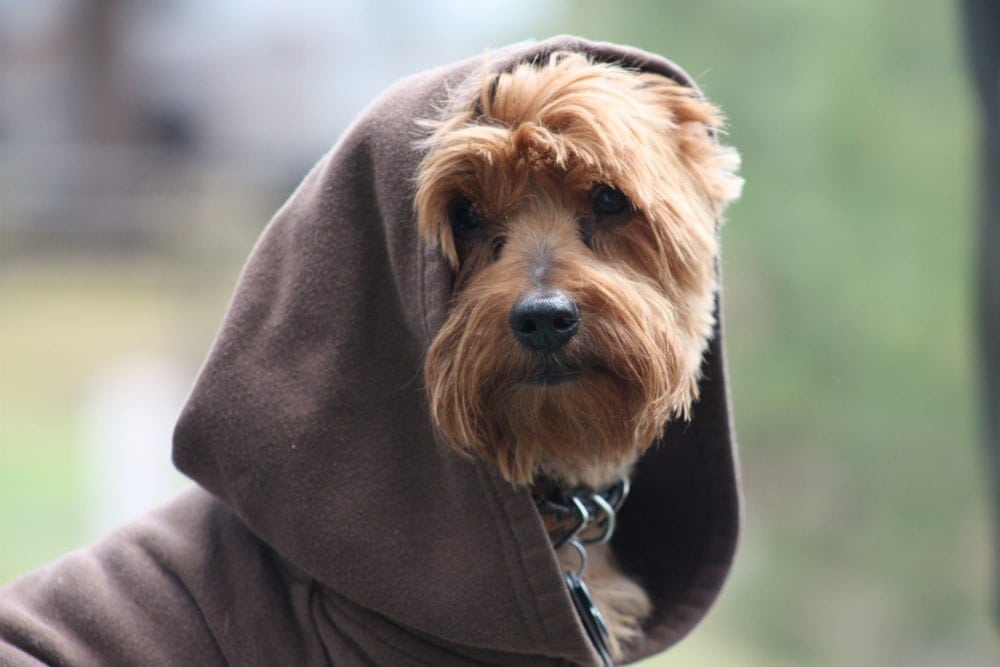 Top 15 Star Wars Inspired Dog Names Petsoid Top 15 Star Wars Inspired Dog Names Petsoid