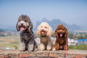 Top 10 Smartest Small Dog Breeds - Petsoid