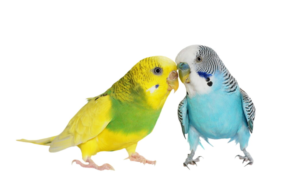 Lineolated Parakeet Care Guide - Diet, Price & More » Petsoid