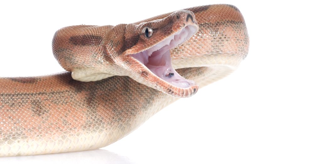 Colombian Boa Constrictor - Care guide & Price - Petsoid Colombian Boa Constrictor - Care guide & Price - Petsoid
