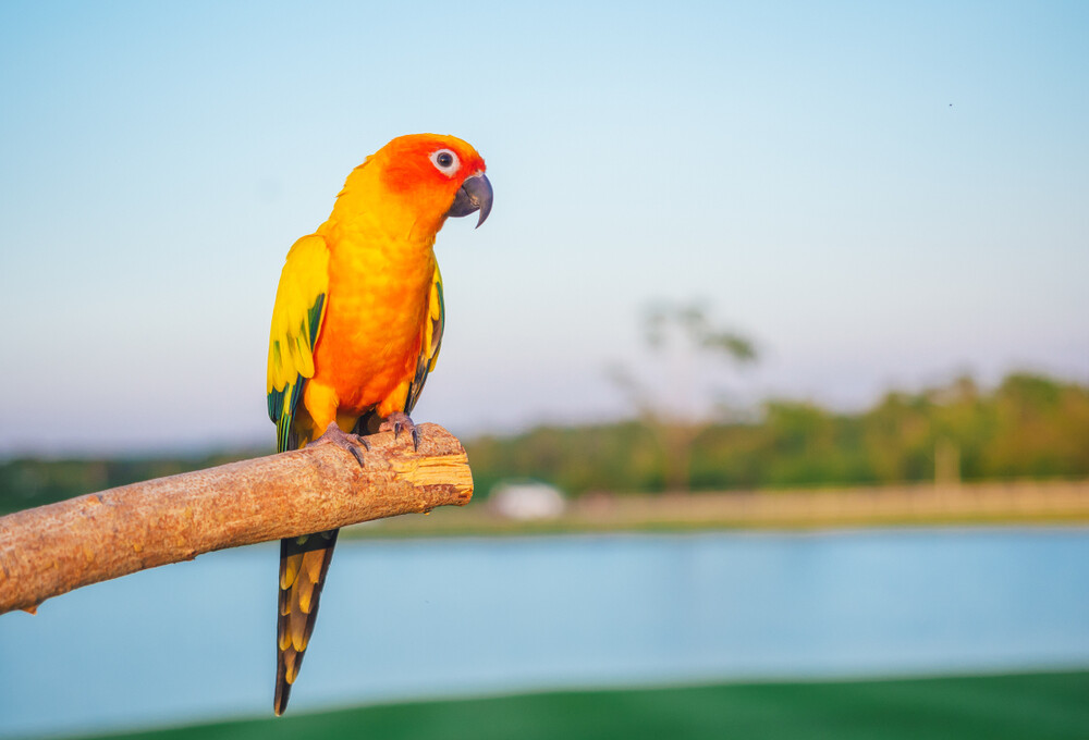 Green Cheeked Conure Care Guide - Diet, Lifespan & More » Petsoid