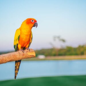 Sun Conure Care Guide - Diet, Lifespan & More » Petsoid