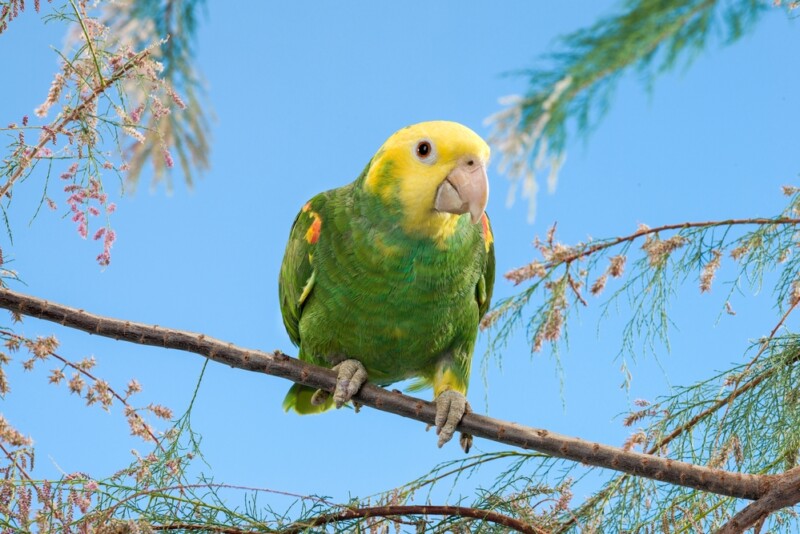 Double Yellow Headed Parrot Care Guide - Diet & More » Petsoid