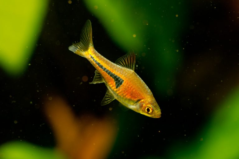 Rasbora Hets & Espei Rasboras - Care Guide » Petsoid