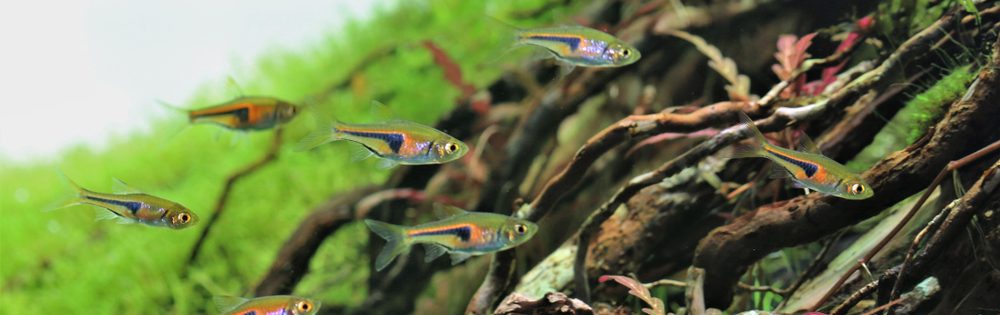 Rasbora Hets & Espei Rasboras - Care Guide - Petsoid