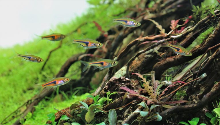 Rasbora Hets & Espei Rasboras - Care Guide » Petsoid