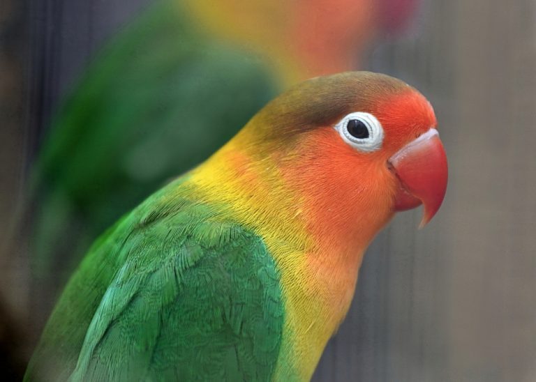 Fischer’s Lovebird Care Guide, Info & Price » Petsoid