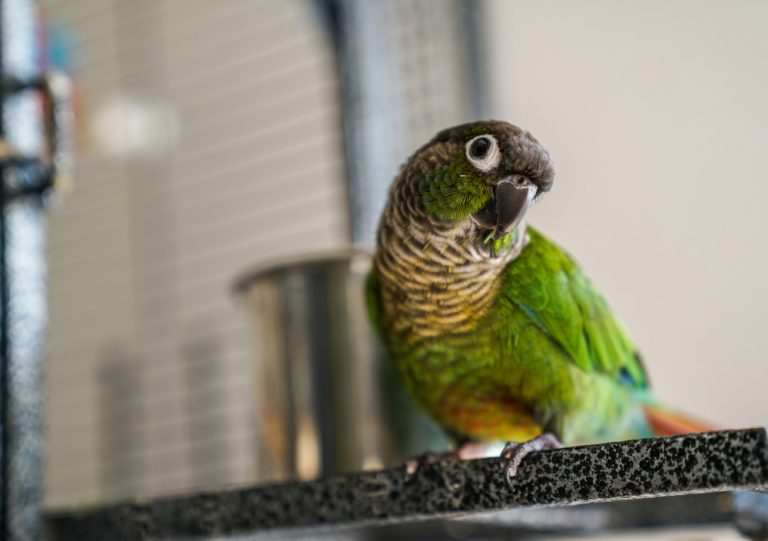 Green Cheeked Conure Care Guide - Diet, Lifespan & More » Petsoid