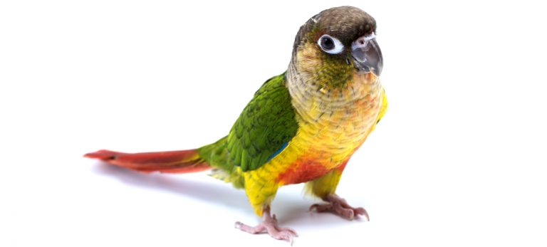 Green Cheeked Conure - Care Guide, Info & Price - Petsoid