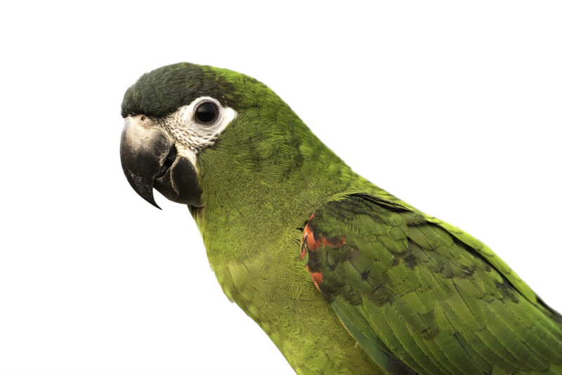Hahn’s Macaw Care Guide, Info & Price » Petsoid