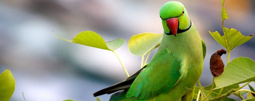Indian Ring Necked Parakeet - Full Care Guide - Petsoid