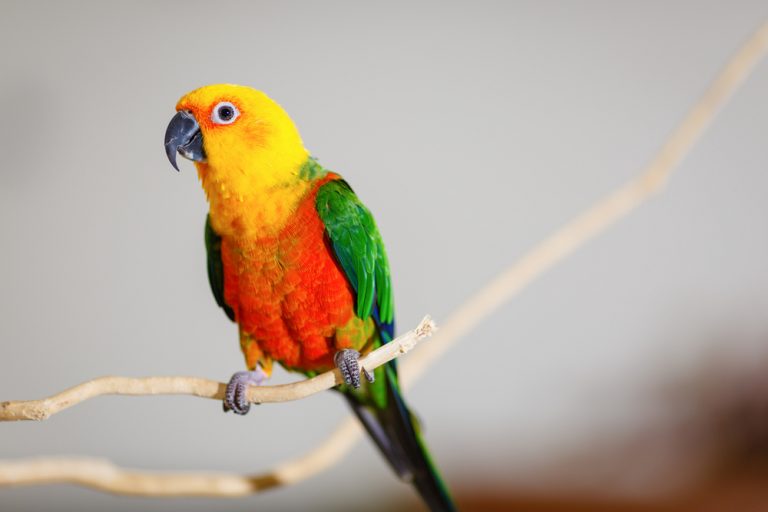 Jenday Conure Care Guide - Information » Petsoid