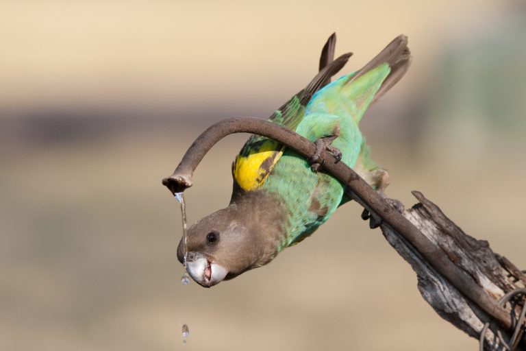 Meyer’s Parrot - Care Guide, Information & Price » Petsoid