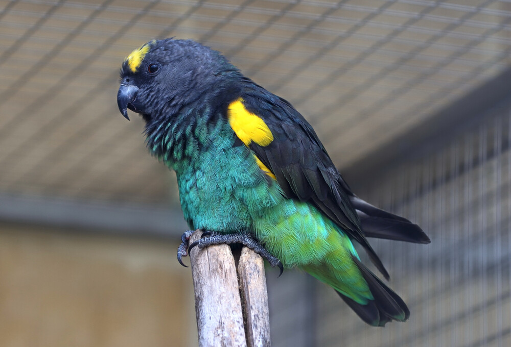 Yellow-Naped Amazon Parrot Care Guide & Info » Petsoid