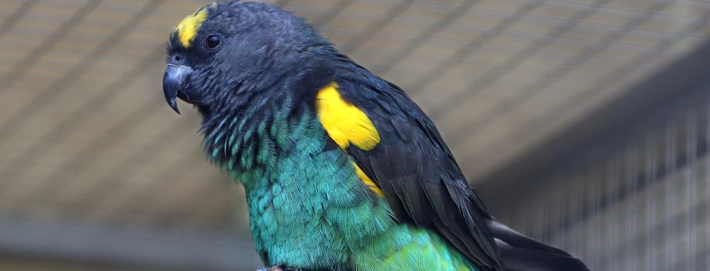 Meyer’s Parrot - Care Guide, Information & Price - Petsoid