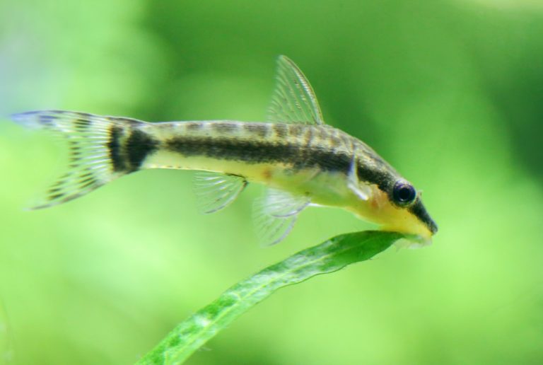 Otocinclus Catfish Care Guide » Petsoid