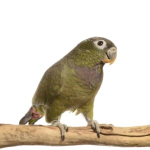 White Capped Pionus Care Guide - Lifespan & Diet » Petsoid