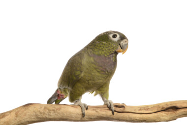 Pionus Parrot Care Guide - Diet, Lifespan & More » Petsoid