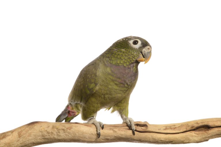 Pionus Parrot Care Guide - Diet, Lifespan & More » Petsoid