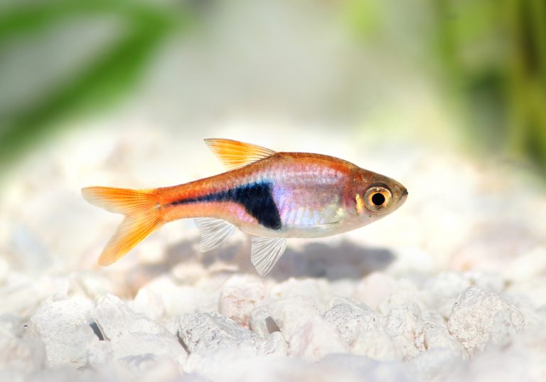 Rasbora Hets & Espei Rasboras - Care Guide » Petsoid