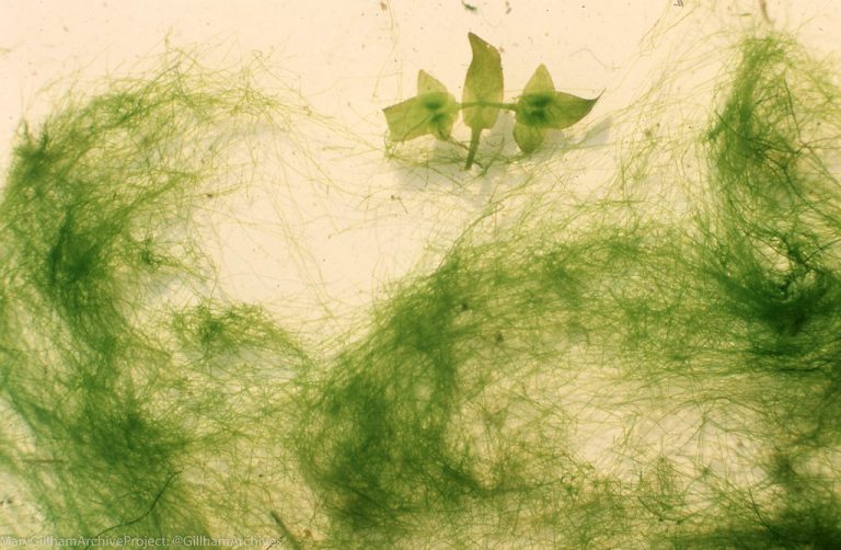 Algae Guide - 7 Common & Different Types » Petsoid