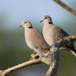 Diamond Dove Care Guide - Types, Lifespan & More » Petsoid