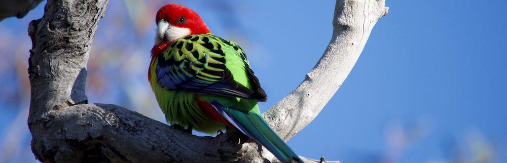 Rosella - Care Guide, Information & Price - Petsoid