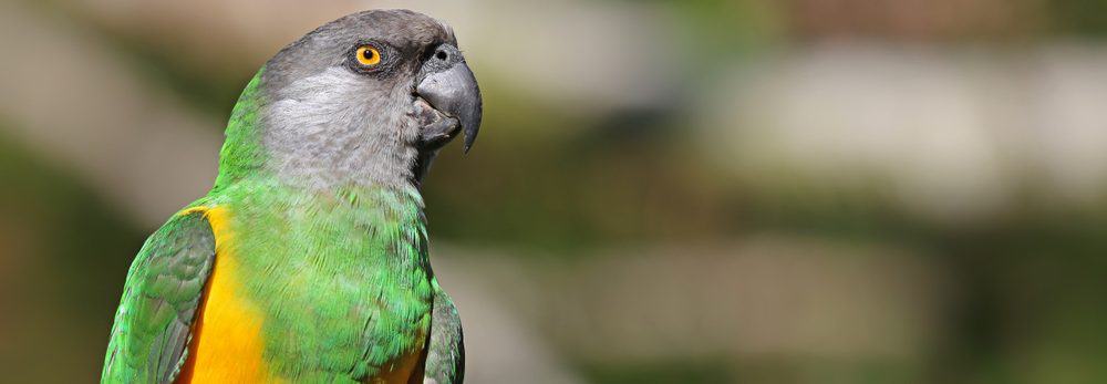 Senegal Parrot - Care Guide, Info & Price - Petsoid