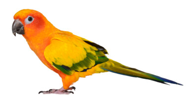 Sun Conure Care Guide - Diet, Lifespan & More » Petsoid