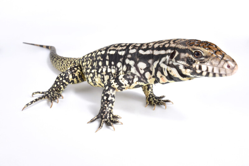 Tegu Lizard Care Guide & Price » Petsoid