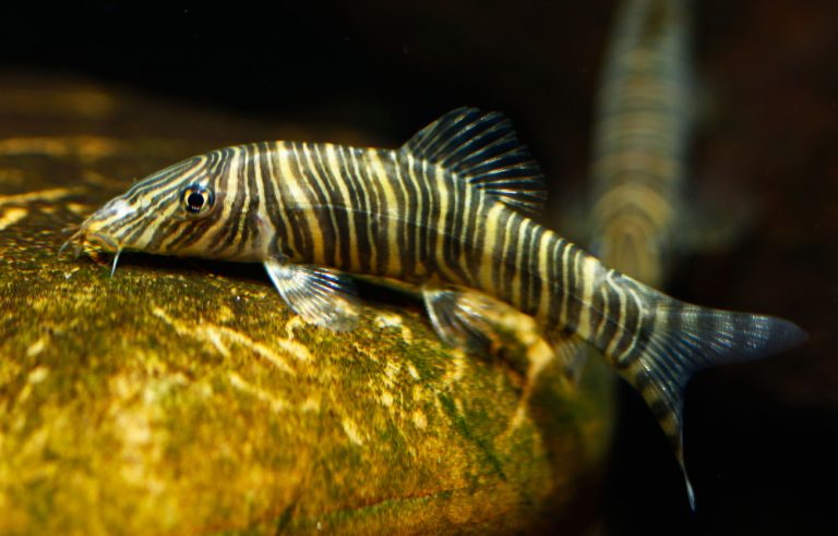 Top 5 Bottom Dweller / Bottom Feeder Fish » Petsoid