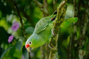 Amazon Parrot Care Guide - Types, Lifespan & More » Petsoid
