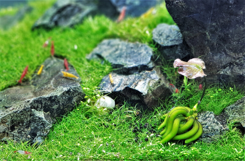 Aquarium Banana Plant (Banana Lily) Care Guide » Petsoid