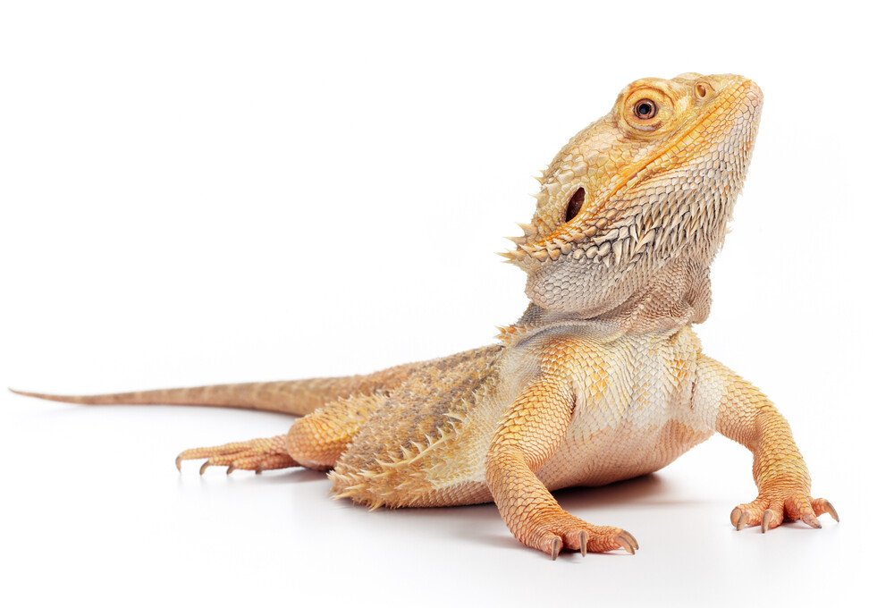 How Many Crickets Should You Feed Your Bearded Dragon? » Petsoid