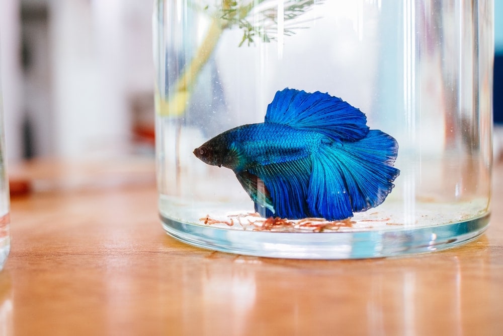 How To Setup A Betta Fish Tank Petsoid