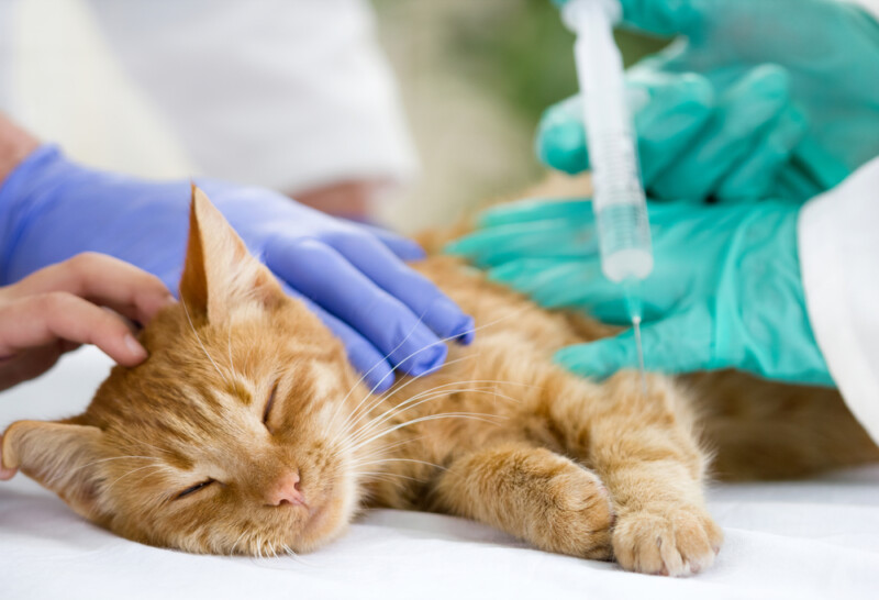 10 Signs That Your Cat is Sick or in Pain - Petsoid