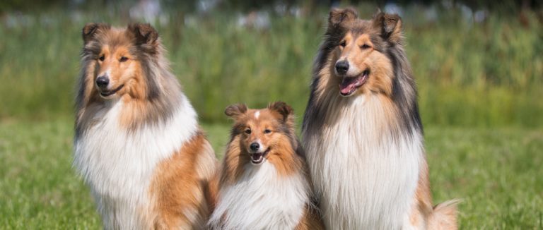 Shelties vs. Collies Differences » Petsoid