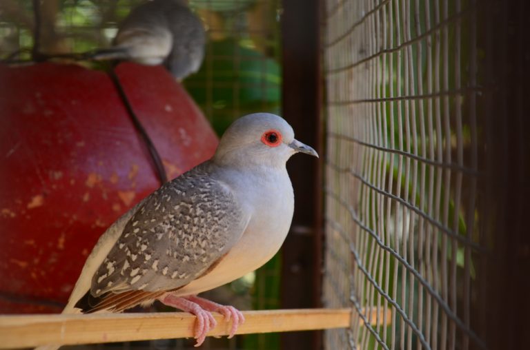 Diamond Dove Care Guide - Types, Lifespan & More » Petsoid