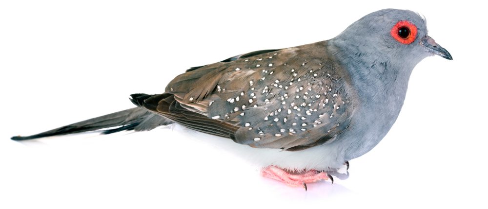 Diamond Dove - Care Guide, Information & Price - Petsoid