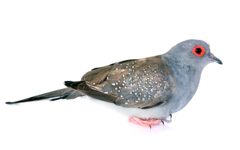 Diamond Dove Care Guide - Types, Lifespan & More » Petsoid