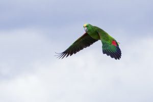 Amazon Parrot Care Guide - Types, Lifespan & More » Petsoid