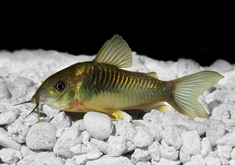Cory Catfish - Care Guide » Petsoid