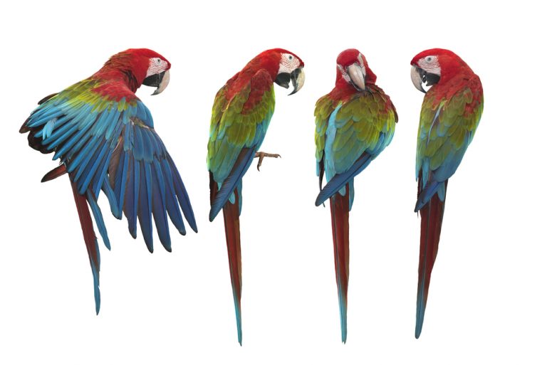 Green-Winged Macaw Care Guide, Info & Price » Petsoid